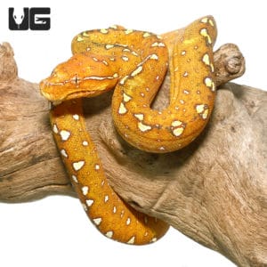 Yearling Orange Biak Green Tree Python - Underground Reptiles