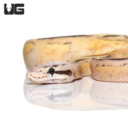 Baby Bamboo Spider Ball Python For Sale - Underground Reptiles