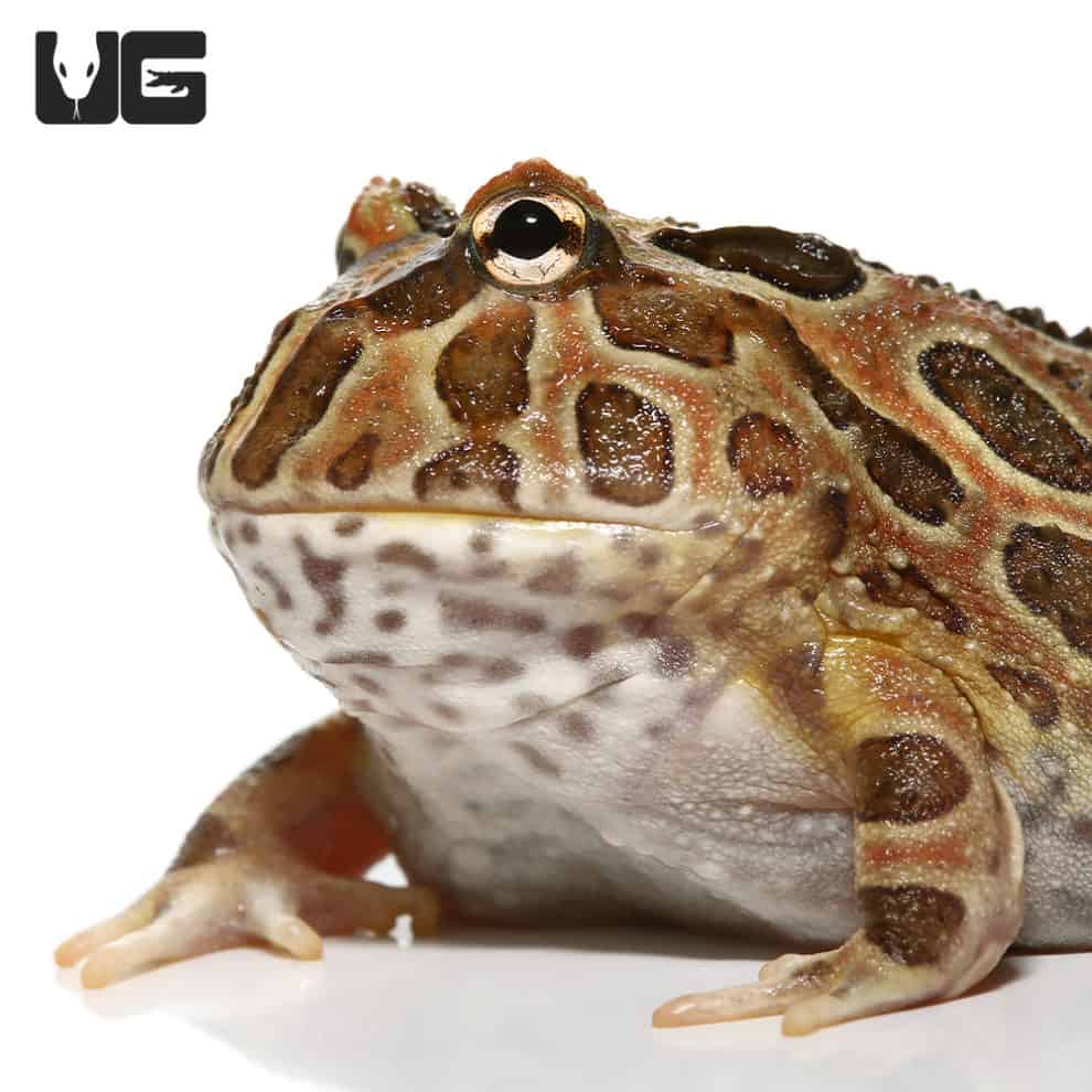 Samurai Blue Pacman Frog For Sale - Underground Reptiles