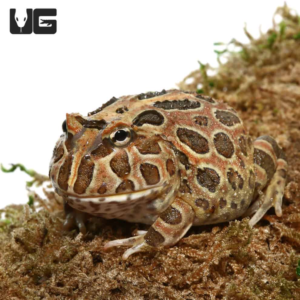 Samurai Blue Pacman Frog For Sale - Underground Reptiles