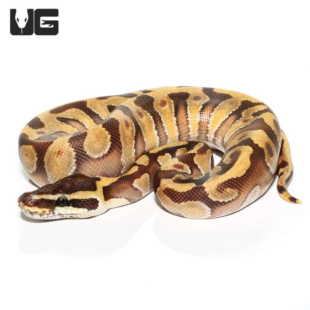 Baby Bamboo Spider Ball Python For Sale - Underground Reptiles