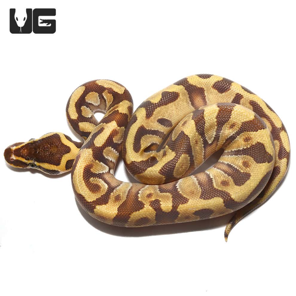Baby Bamboo Spider Ball Python For Sale - Underground Reptiles