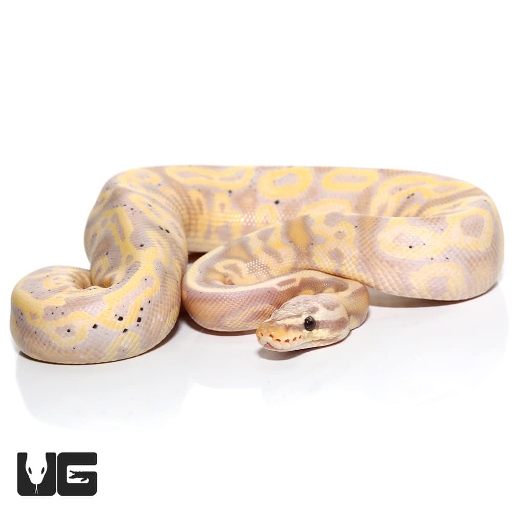 Yearling Banana Pastel Leopard Ball Python (Python regius) For Sale ...