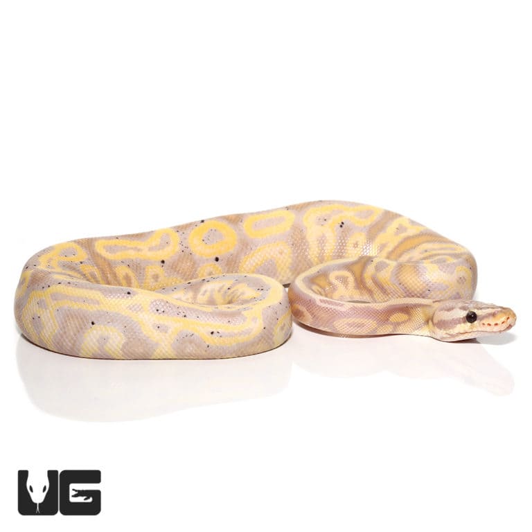 Yearling Banana Pastel Leopard Ball Python (Python regius) For Sale - Underground Reptiles