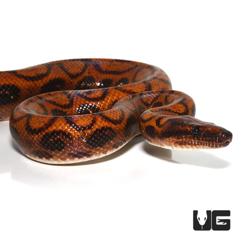 Adult Brazilian Rainbow Boas (Epicrates cenchria) For Sale ...