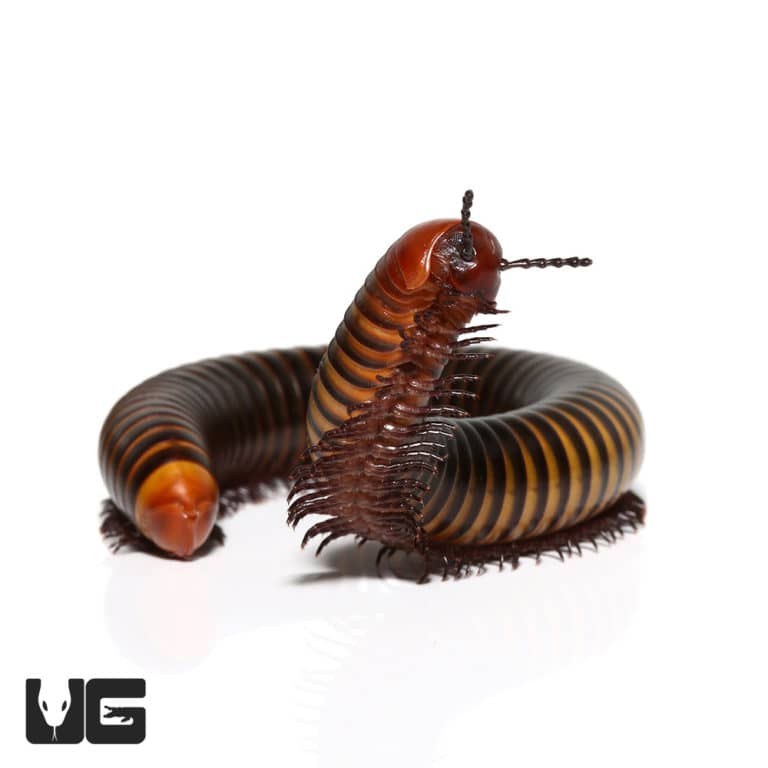 Bumblebee Spike Plate Millipede (Anadenobolus monilicornis) For Sale ...