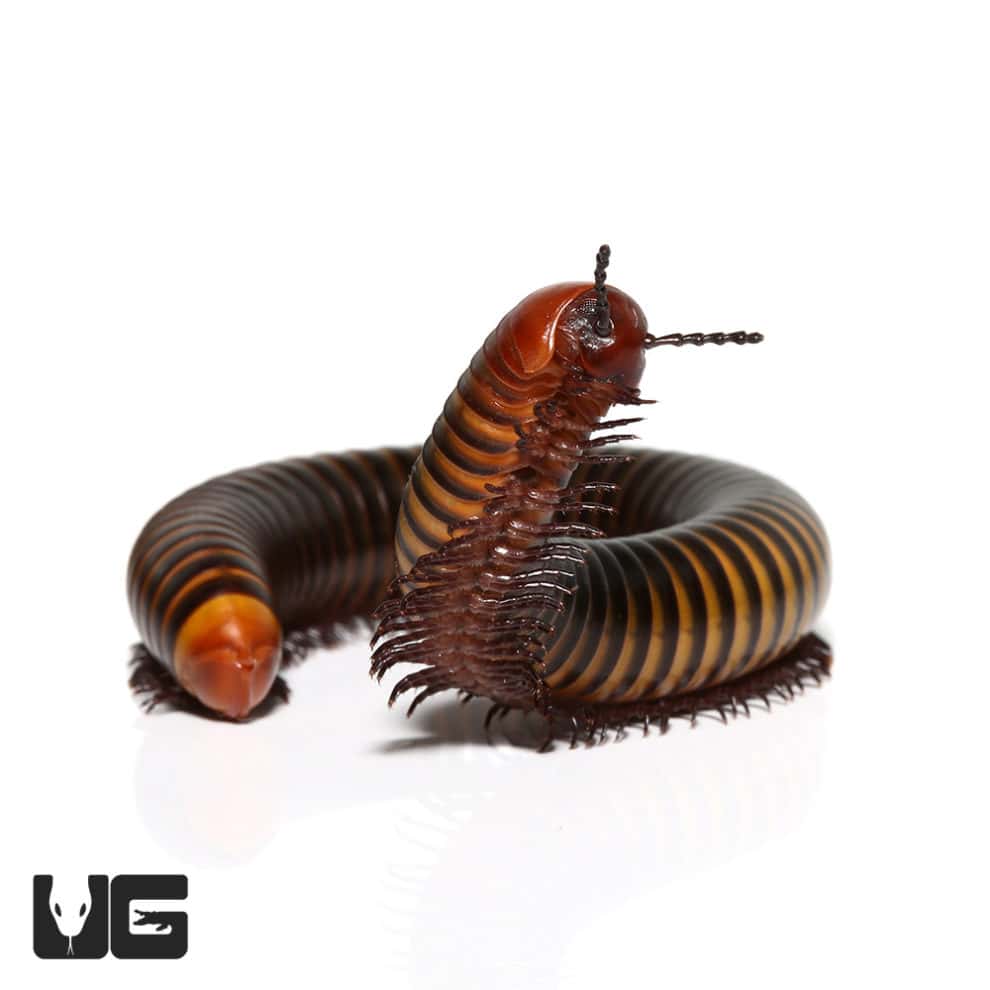 Bumblebee Spike Plate Millipede (Anadenobolus monilicornis) For Sale ...