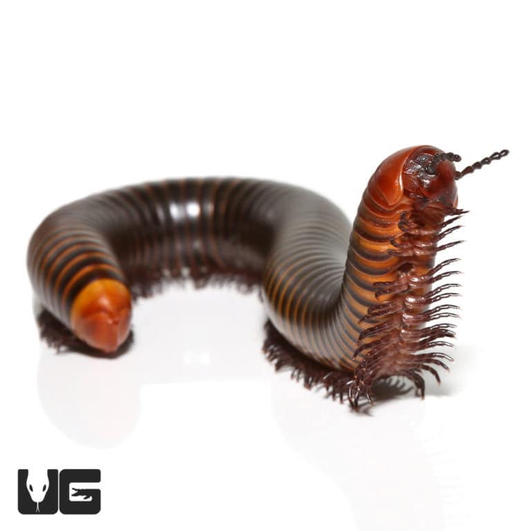 Bumblebee Spike Plate Millipede (Anadenobolus monilicornis) For Sale ...