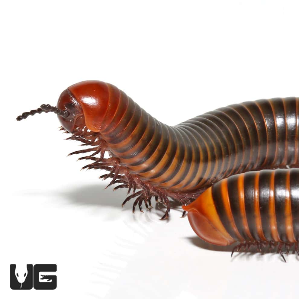 Bumblebee Spike Plate Millipede (Anadenobolus monilicornis) For Sale ...