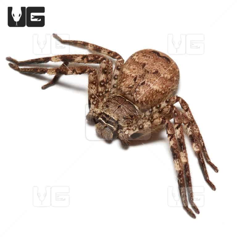 Cameroon Crab Spider (barylestis scutatus") For Sale - Underground Reptiles