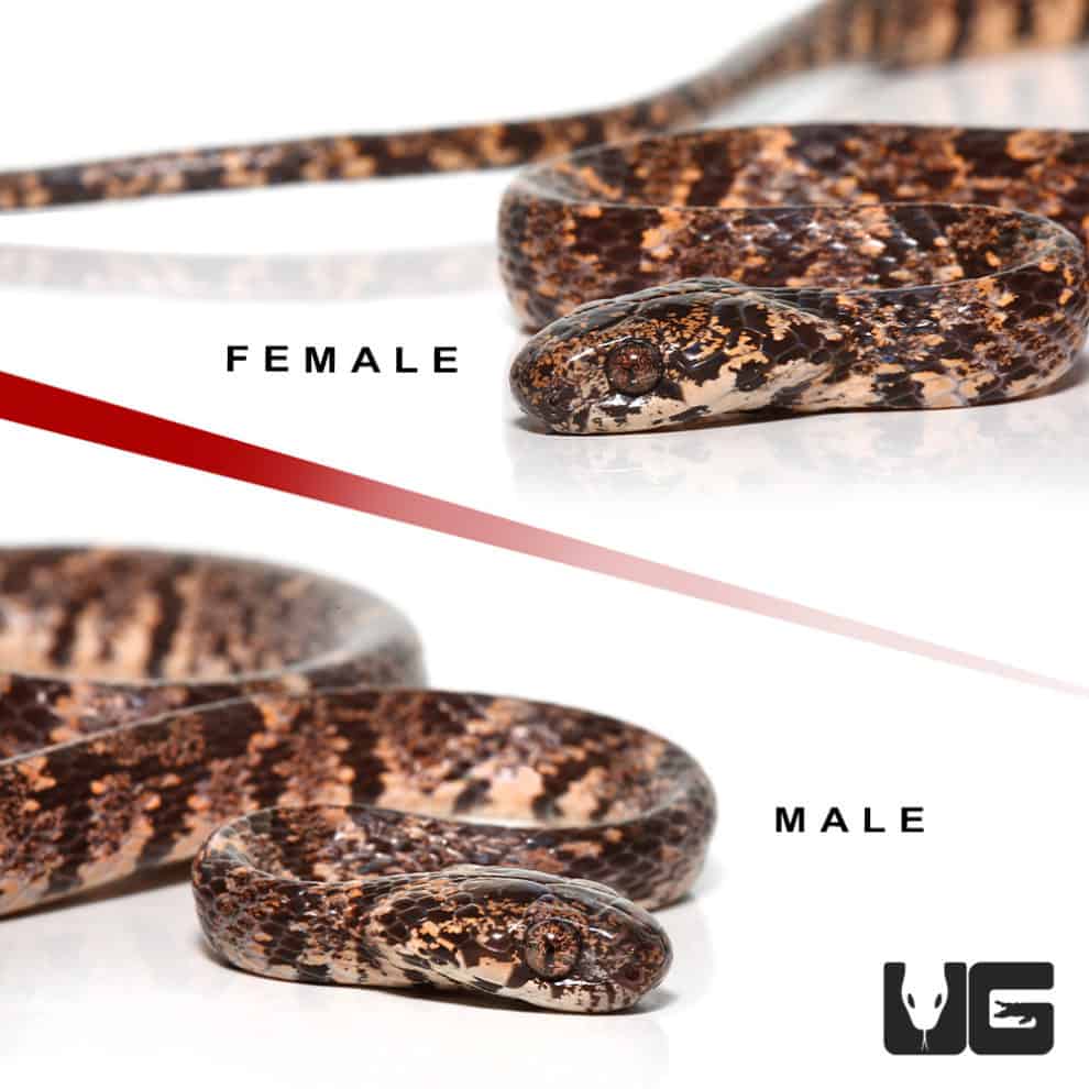 Dipsas Catesbyi Ornate Snail Eater Snake For Sale - Underground Reptiles