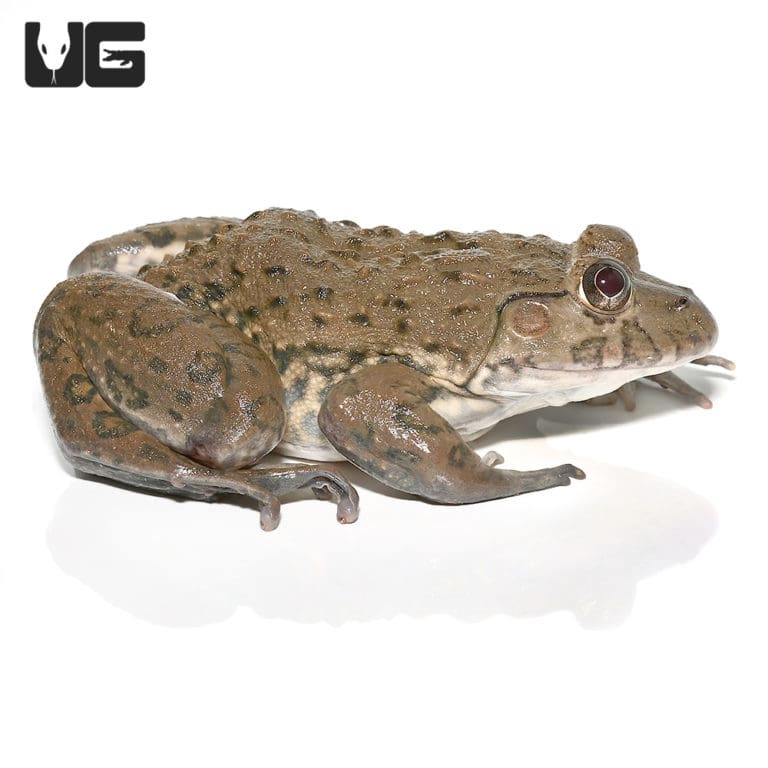 American Bullfrogs For Sale - Underground Reptiles