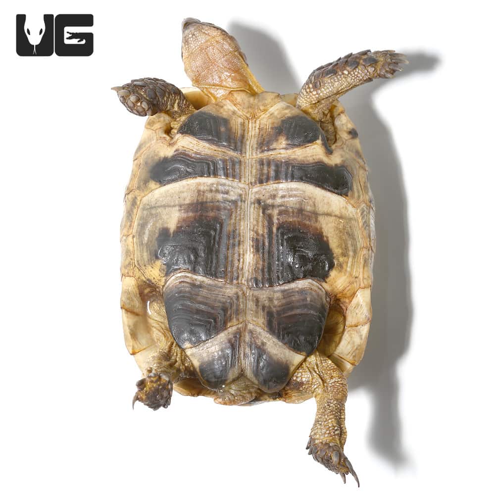 Greek Tortoises (Testudo graeca) For Sale - Underground Reptiles