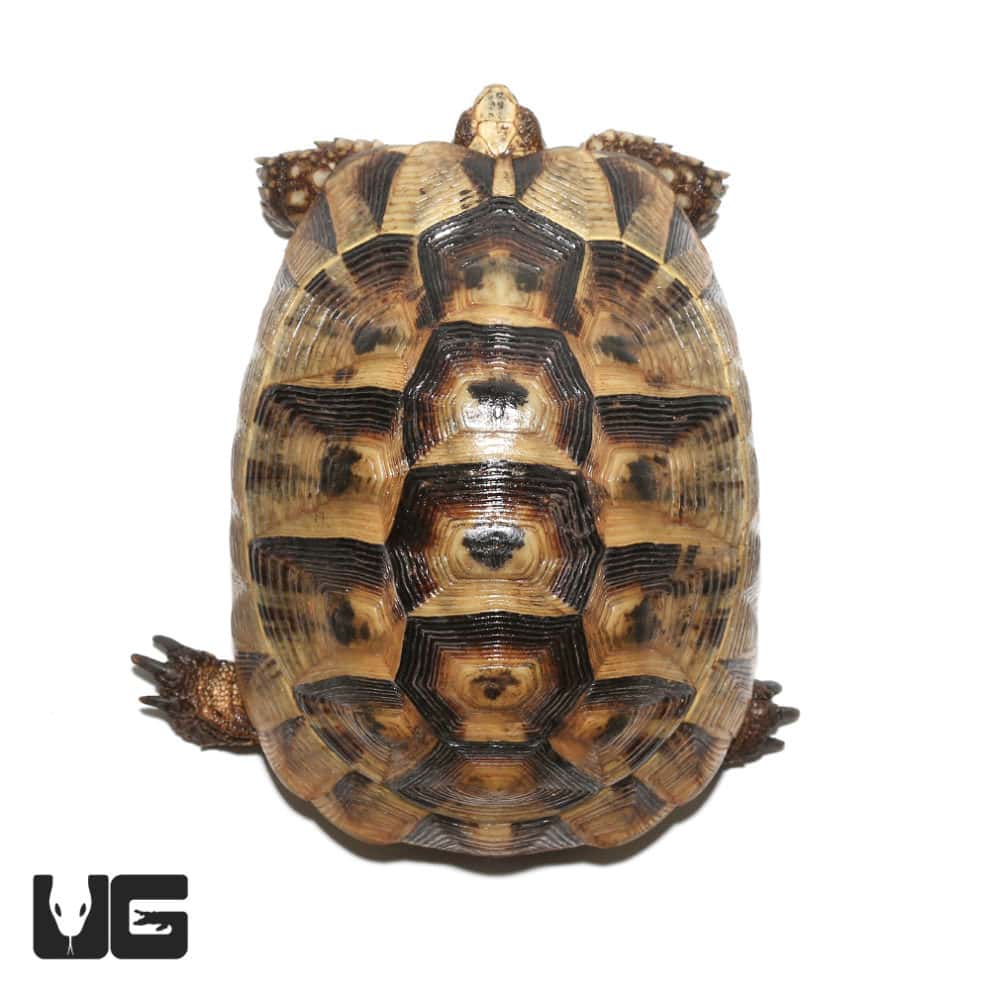 Greek Tortoises (Testudo graeca) For Sale - Underground Reptiles