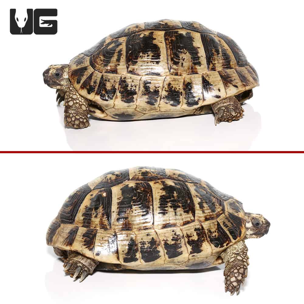 Greek Tortoises (Testudo graeca) For Sale - Underground Reptiles
