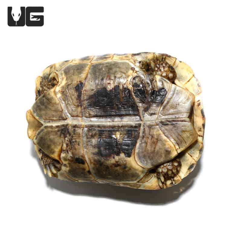 Greek Tortoises For Sale - Underground Reptiles