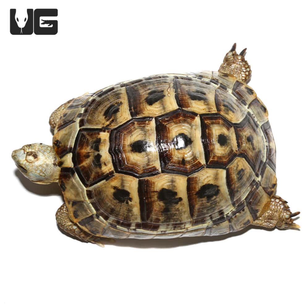 Greek Tortoises For Sale - Underground Reptiles