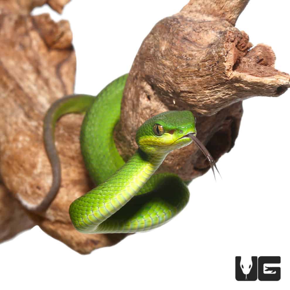Green Komodo Island Viper (Trimeresurus insularis) For Sale ...
