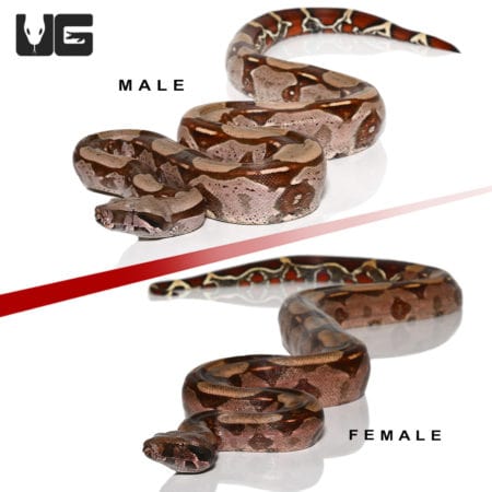 Guyana Redtail Boa Pair #1 (Boa c. constrictor) for sale - Underground Reptiles