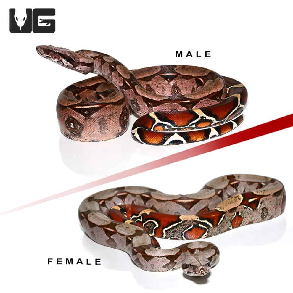 Guyana Redtail Boa (Boa c. constrictor) for sale - Underground Reptiles
