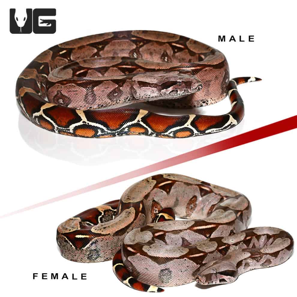 Guyana Redtail Boa (Boa c. constrictor) for sale - Underground Reptiles