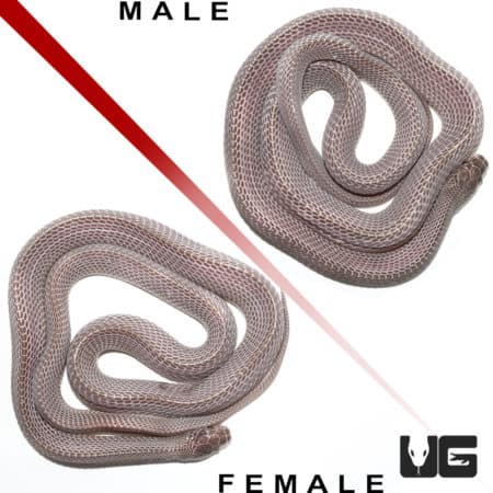 African File Snake For Sale - Underground Reptiles