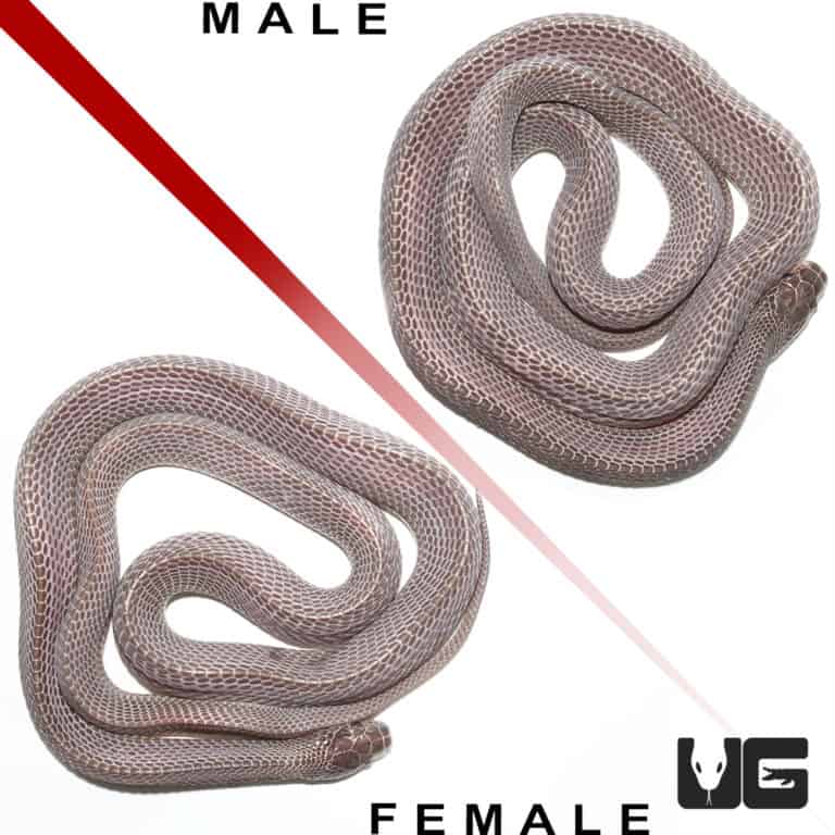 African File Snake For Sale - Underground Reptiles