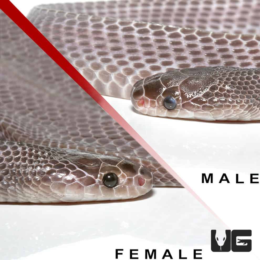 African File Snake For Sale - Underground Reptiles