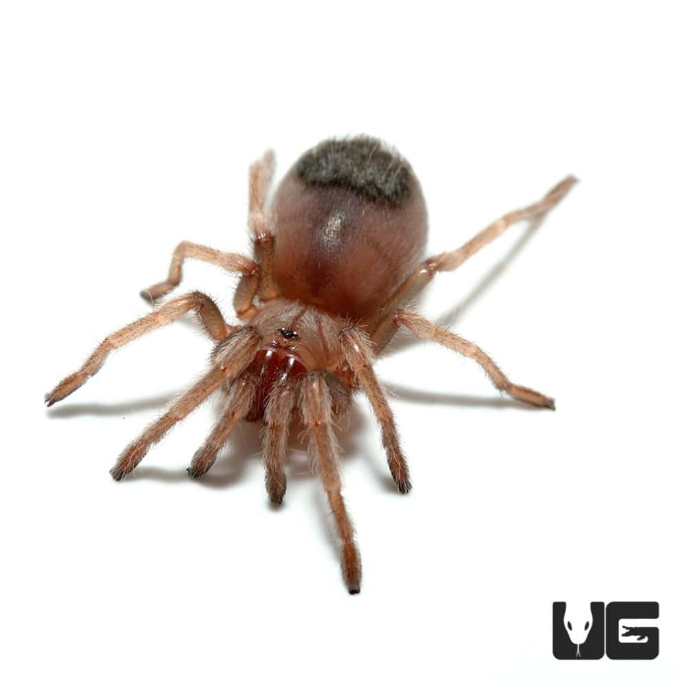 Mexican Flame Knee Tarantulas (Brachypelma auratum) For Sale ...