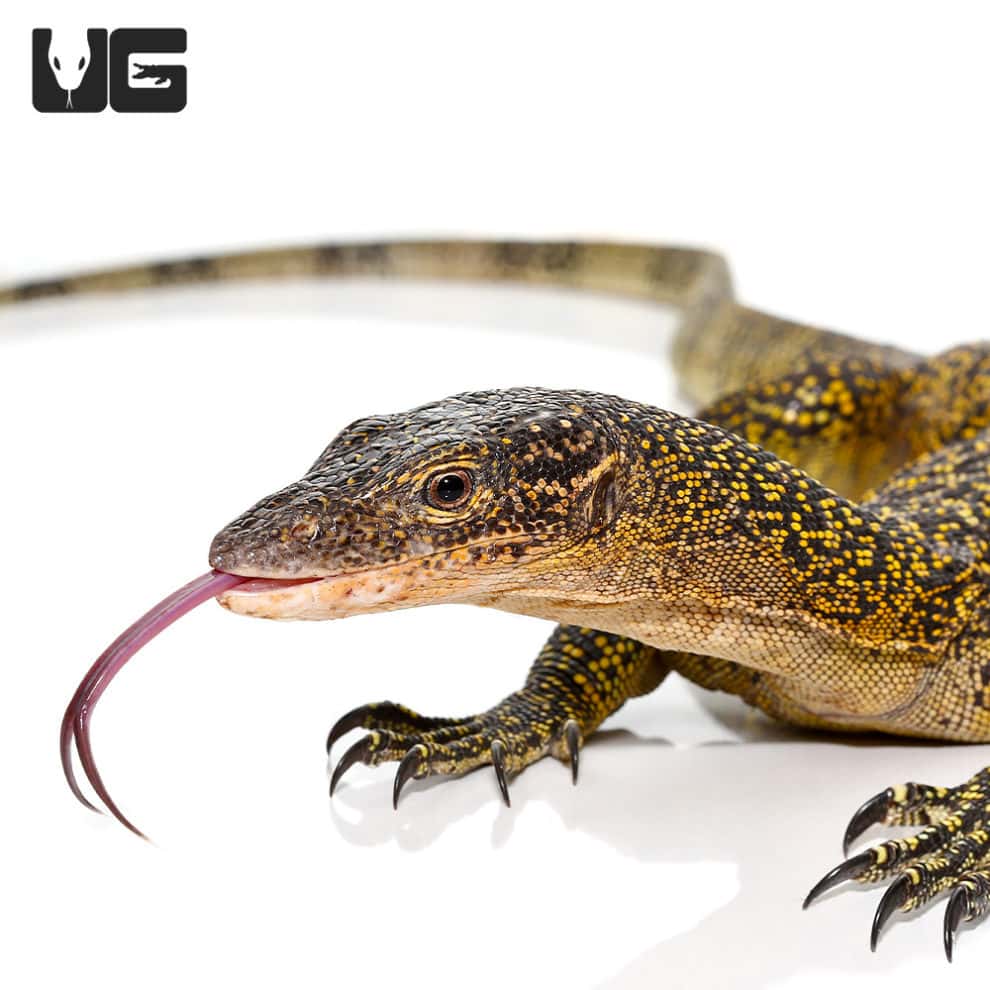 Monitors For Sale - Underground Reptiles