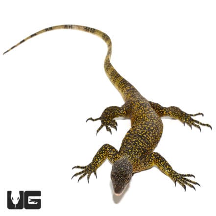 Baby Solomon Island Mangrove Monitor For Sale - Underground Reptiles