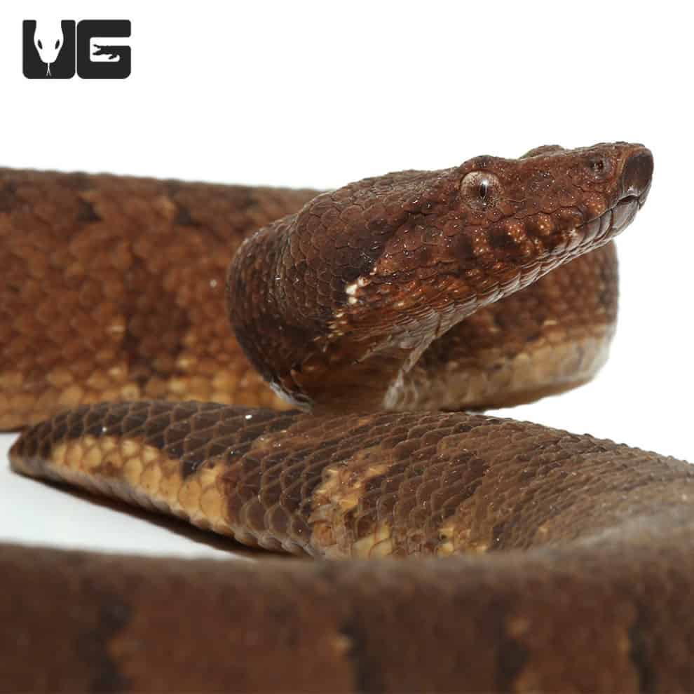 Boas For Sale - Underground Reptiles
