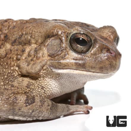 Toads For Sale - Underground Reptiles