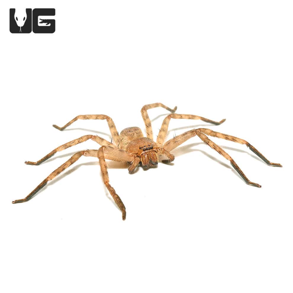 Baby Six Spotted Fishing Spiders for sale - Underground Reptiles