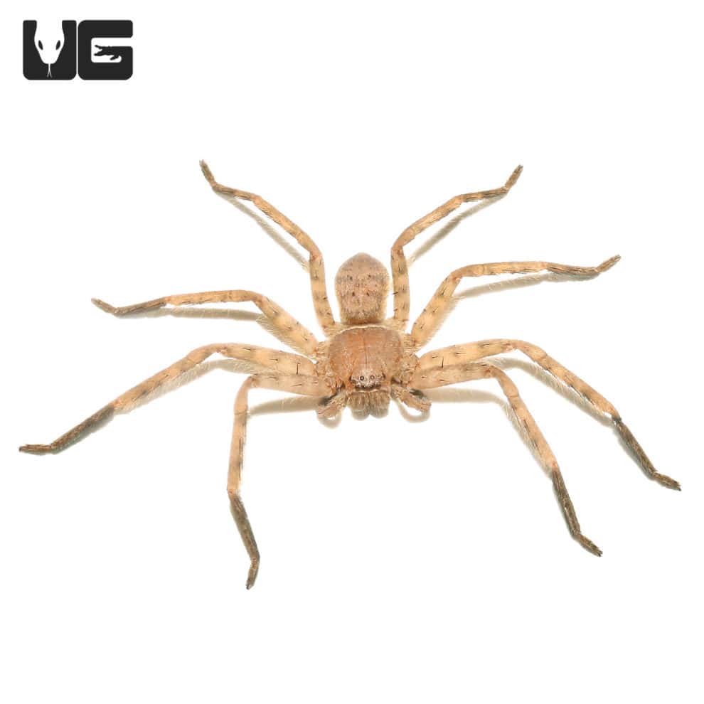 Baby Six Spotted Fishing Spiders for sale - Underground Reptiles