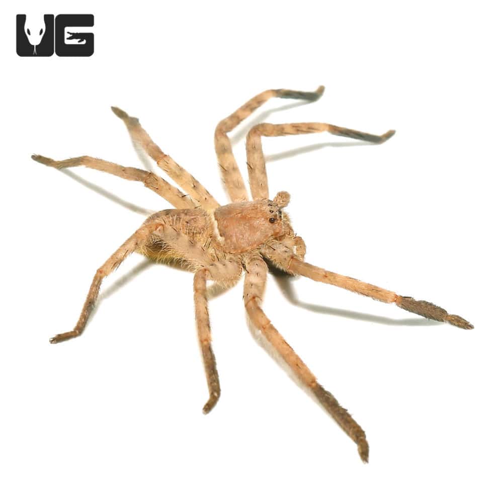 Baby Six Spotted Fishing Spiders for sale - Underground Reptiles