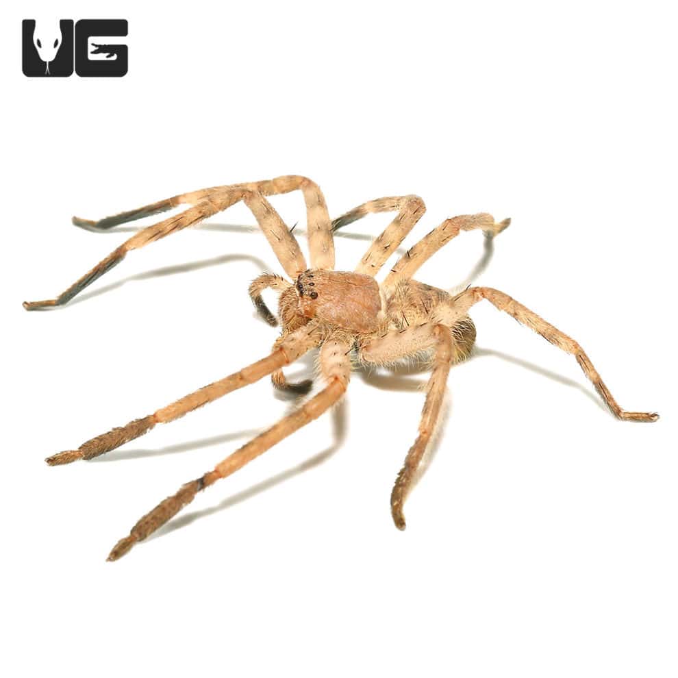 Baby Six Spotted Fishing Spiders for sale - Underground Reptiles