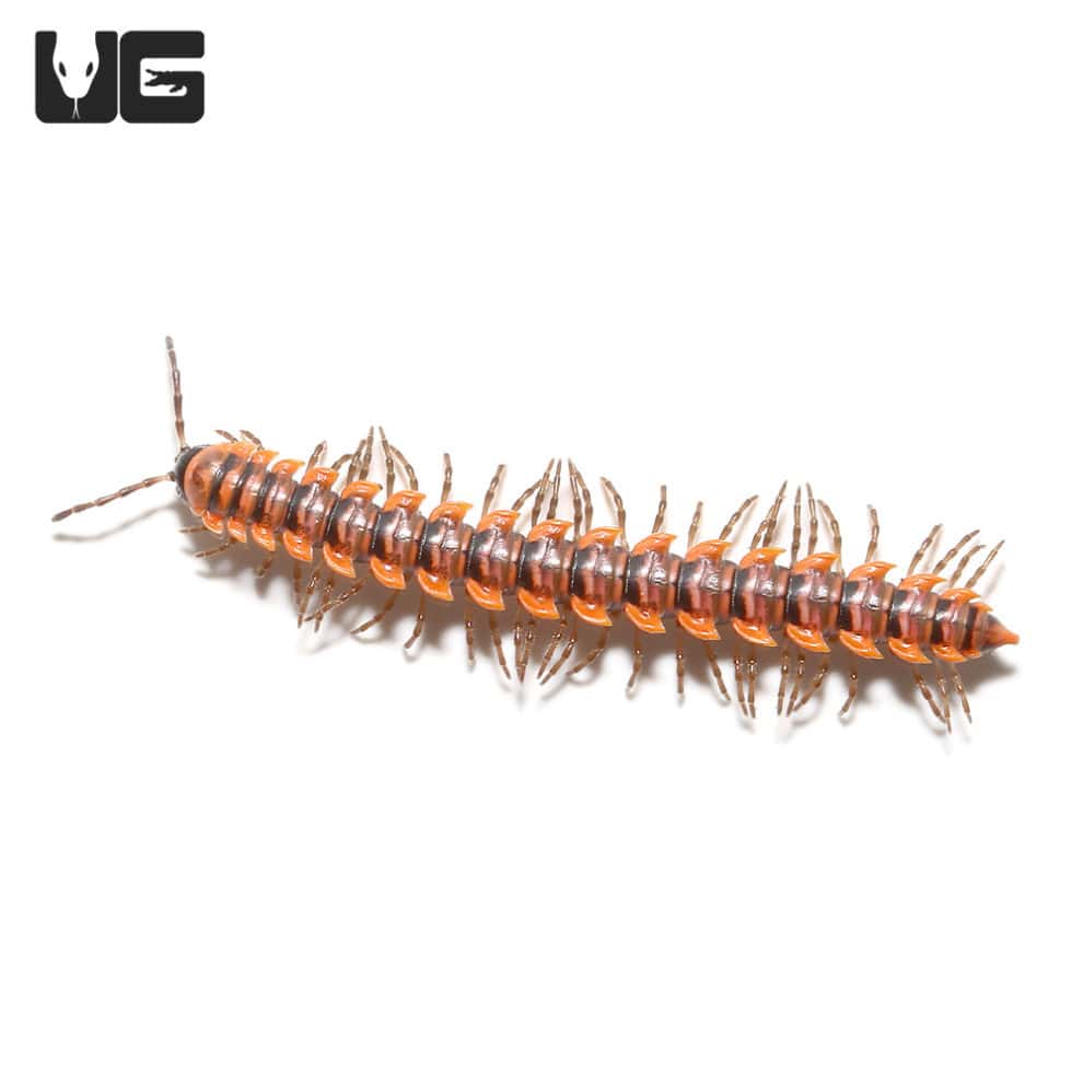 Orange Dragon Millipede (Desmoxytes Planata) For Sale - Underground ...