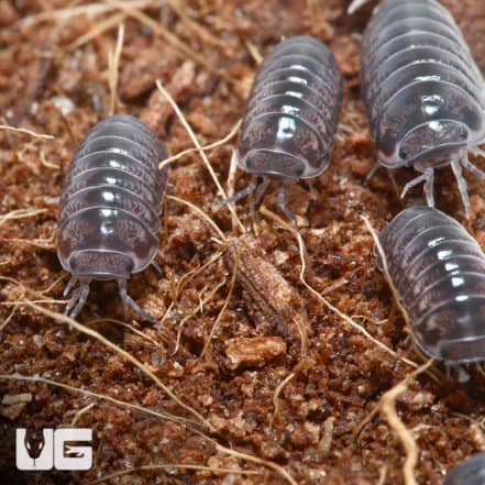 Isopods For Sale - Underground Reptiles