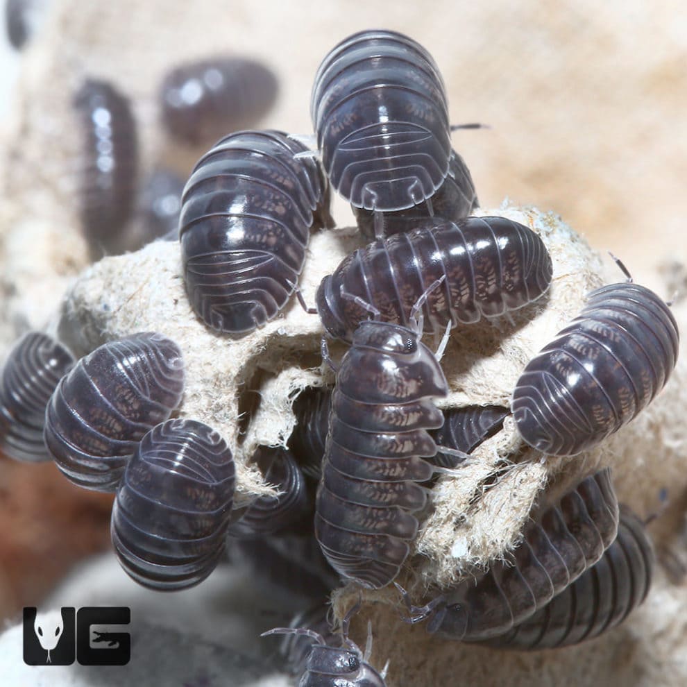 "Platinum" Ducky Isopods (Cubaris Sp. Platinum Ducky) For Sale ...