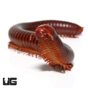 Centipedes, Millipedes and More For Sale - Underground Reptiles