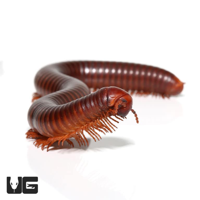 Spike Tail Millipede (Thyropygus Allevatus) For Sale - Underground Reptiles