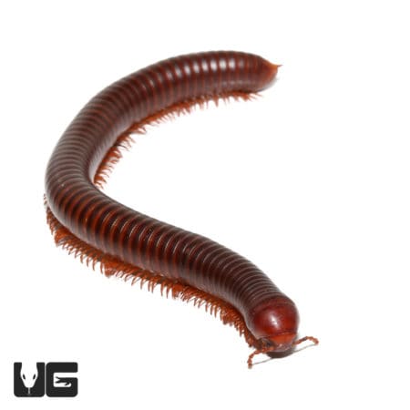 Spike Tail Millipede (Thyropygus Allevatus) For Sale - Underground Reptiles