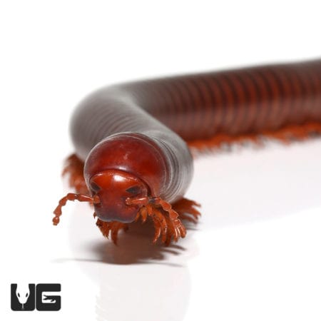 Centipedes, Millipedes and More For Sale - Underground Reptiles