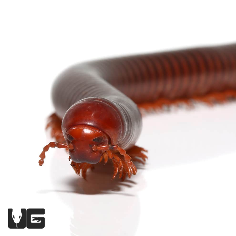 Spike Tail Millipede (Thyropygus Allevatus) For Sale - Underground Reptiles