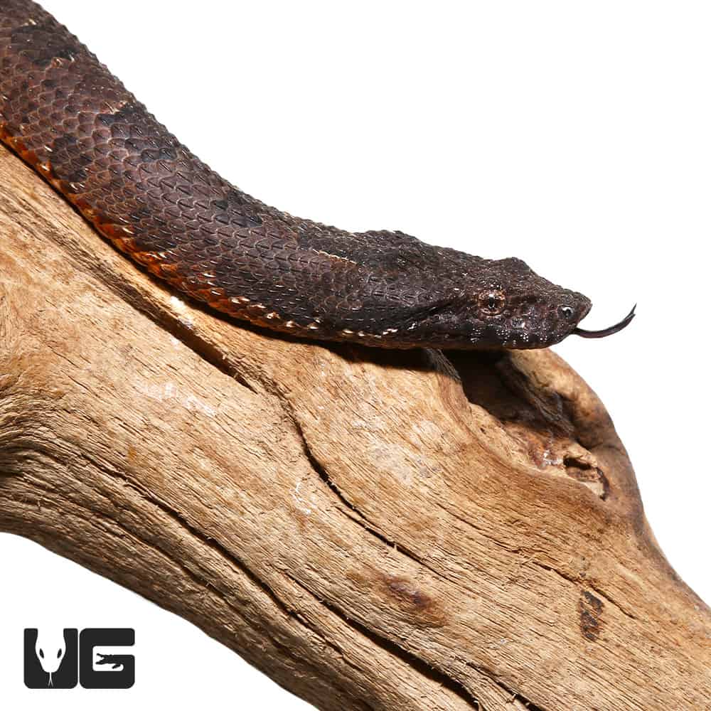 Red Belly Viper Boa (Candoia aspera) For Sale - Underground Reptiles