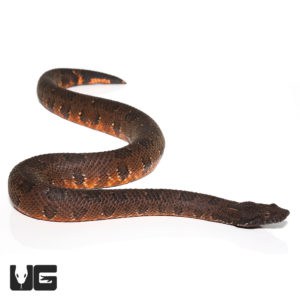 Red Belly Viper Boa (Candoia aspera) For Sale - Underground Reptiles
