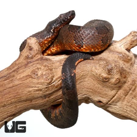 Red Belly Viper Boa (Candoia aspera) For Sale - Underground Reptiles