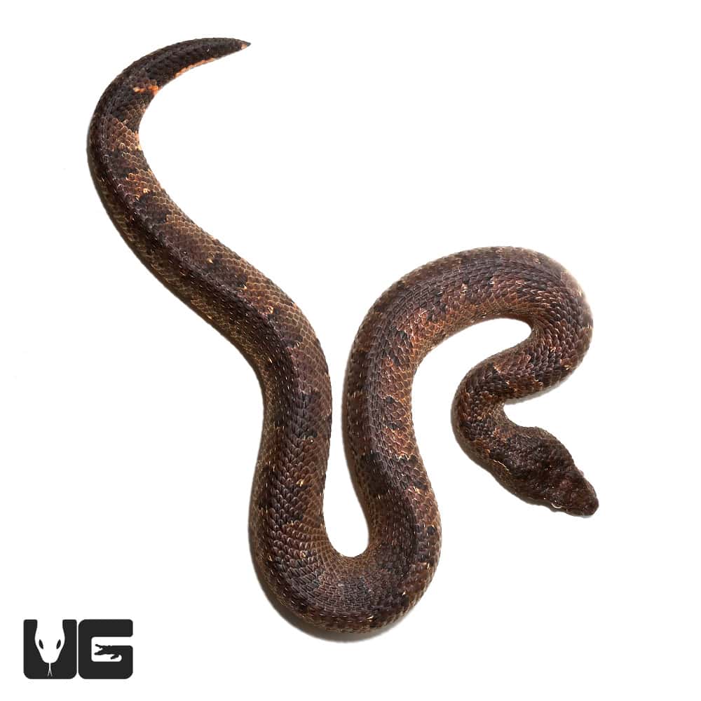 Red Belly Viper Boa (Candoia aspera) For Sale - Underground Reptiles