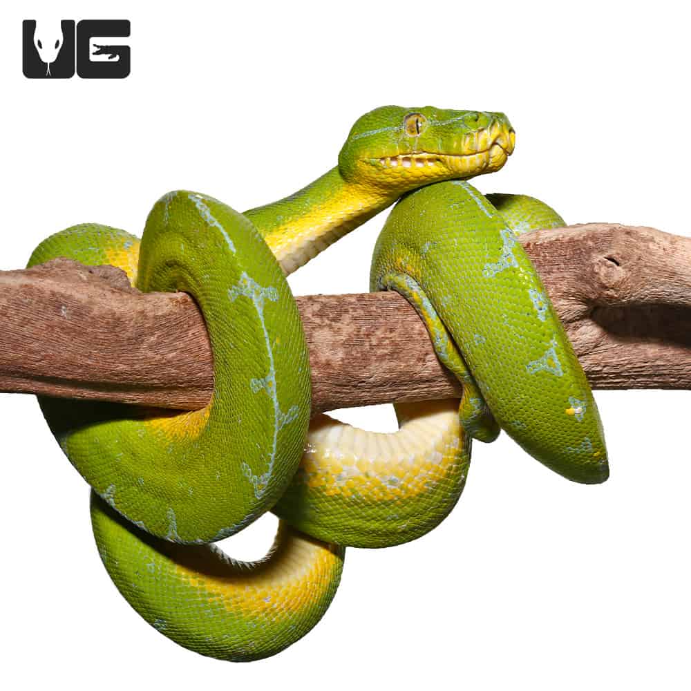 Sorong Green Tree Pythons (Morelia viridis) For Sale - Underground Reptiles